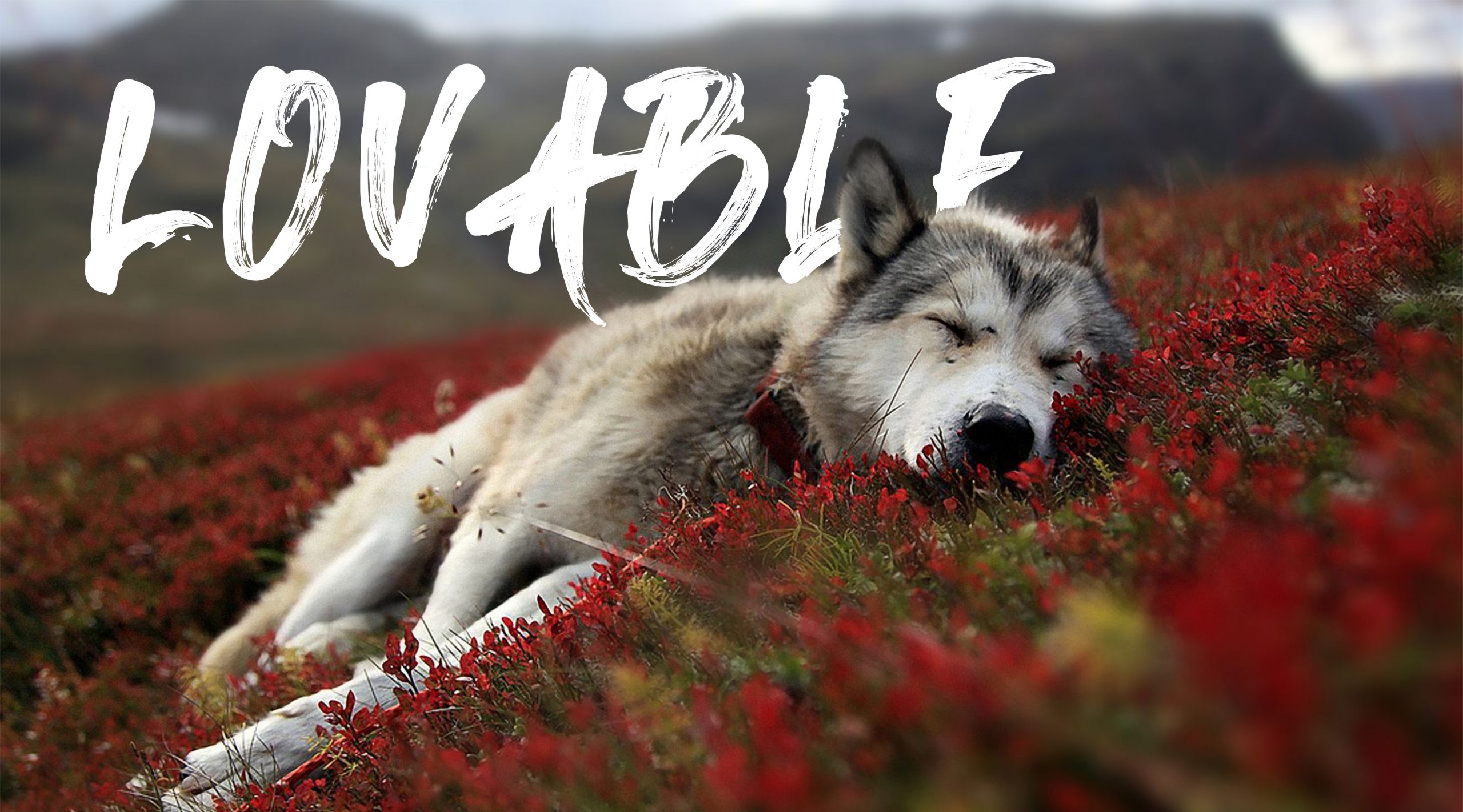 Shy Wolf Sanctuary - Lilli Evonich